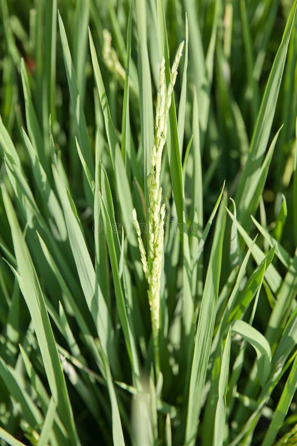 Rice Plant Close-up. Growing Rice. Green Stems and Grass. Rice Ears ...