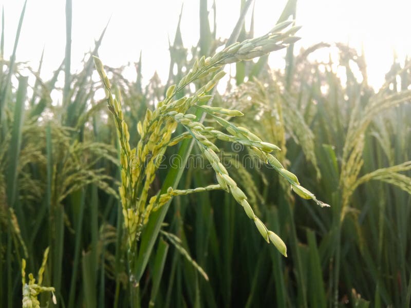 Rice Plant Closeup in the Agriculture Field Stock Image - Image of ...