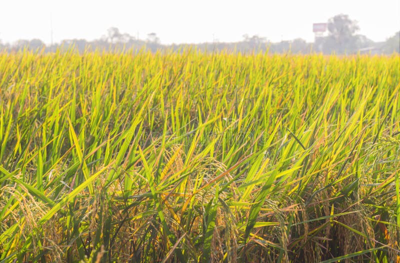 Rice plant stock image. Image of seed, golden, rice, organic - 92429489