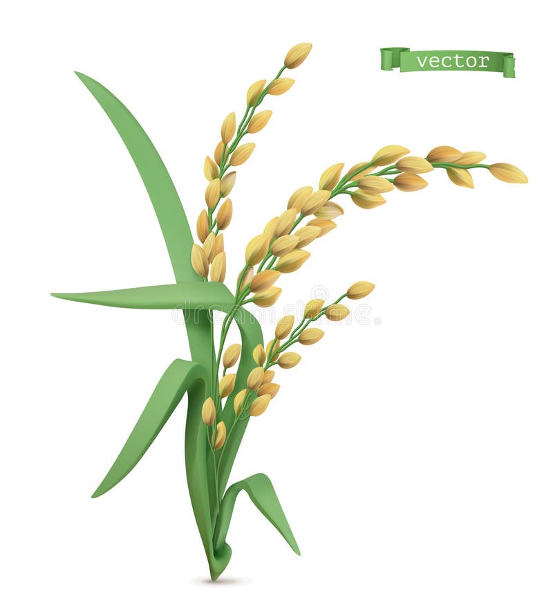 Rice Plant on White Background Stock Vector - Illustration of crop ...