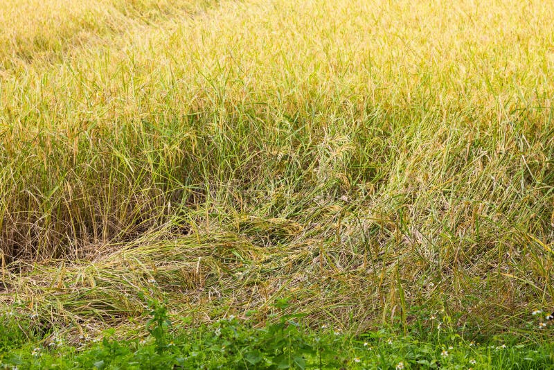 Rice in the wind stock photo. Image of rice, breeze - 232904670