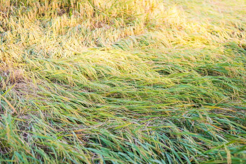 Rice plant falling down stock photo. Image of close, grow - 50283706