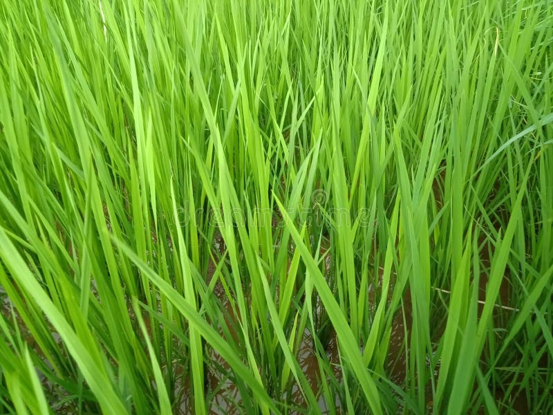 Reese Plant Stock Photos - Free & Royalty-Free Stock Photos from Dreamstime