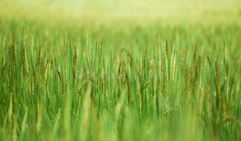 Rice plant rice field stock image. Image of foliage - 102596191
