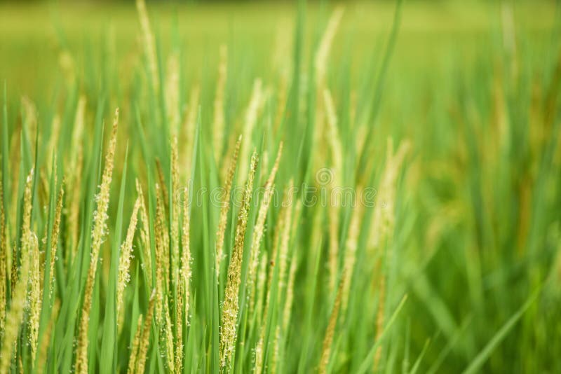 Rice plant rice field stock image. Image of economical - 103362393