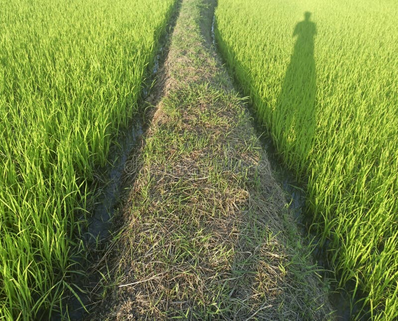 Rice plant in the field stock image. Image of flower - 236577073