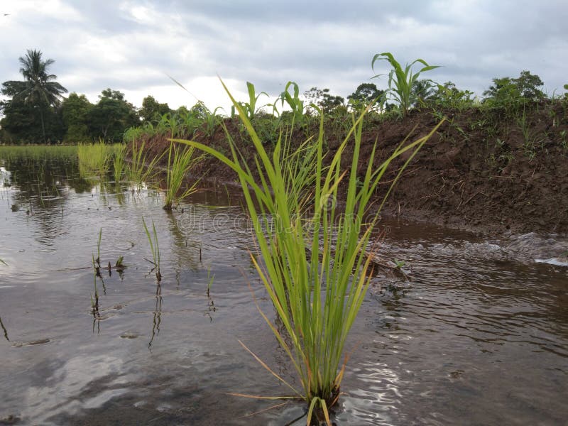 Rice plant in rice field stock image. Image of plant - 241204867