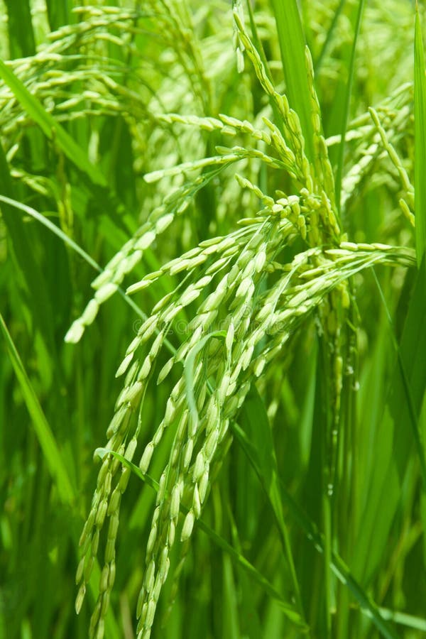 Rice plant stock photo. Image of growth, husk, green - 33578194