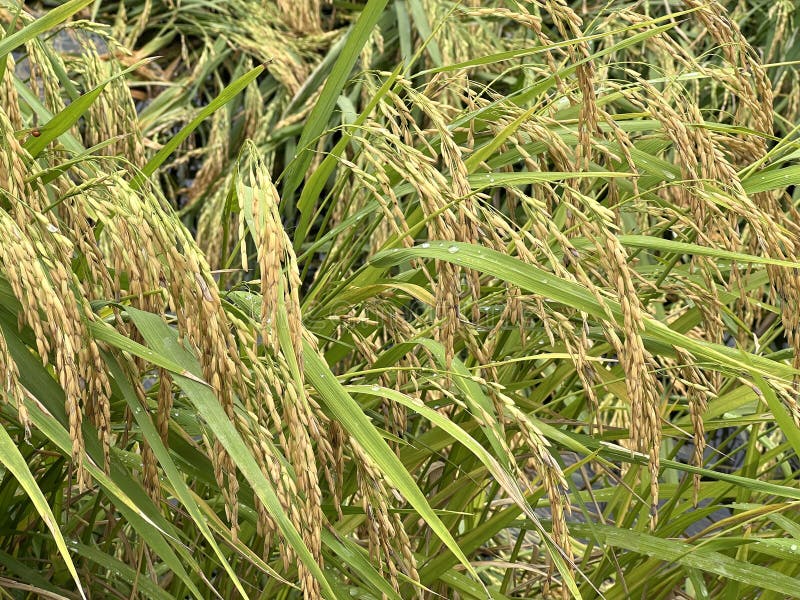 Rice plant in the field stock photo. Image of green - 366422110