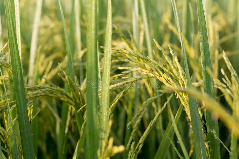 Rice plant stock image. Image of food, farming, crop - 61206127