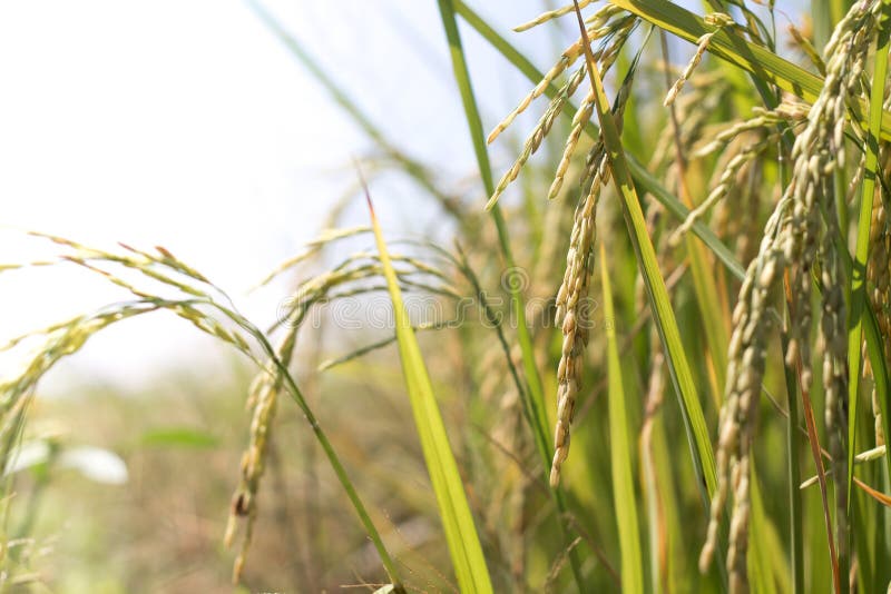 Rice plant stock image. Image of grass, farm, rural, farming - 61206015