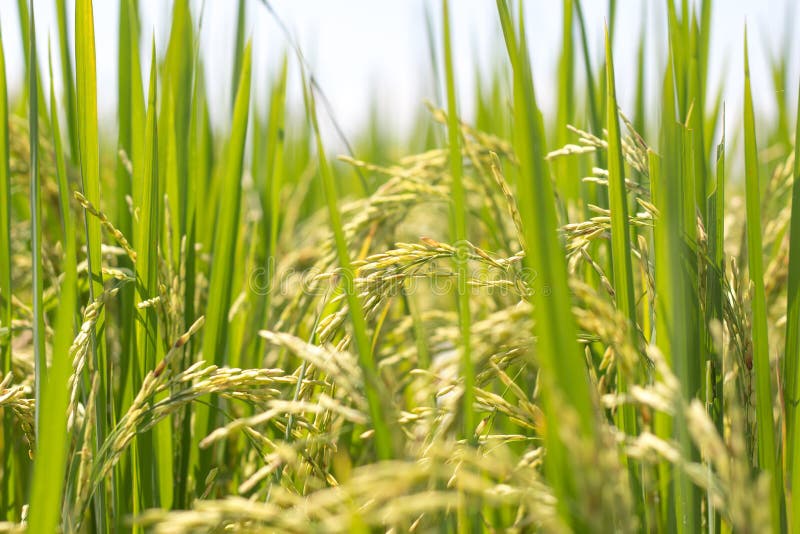Rice plant stock image. Image of grain, field, harvest - 61206023
