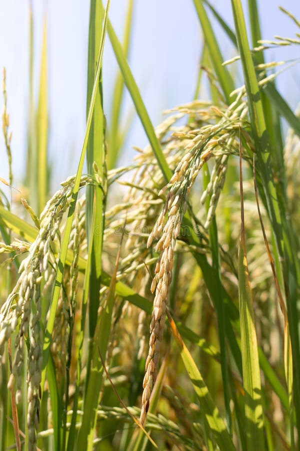 Rice plant stock image. Image of grain, field, harvest - 61206023