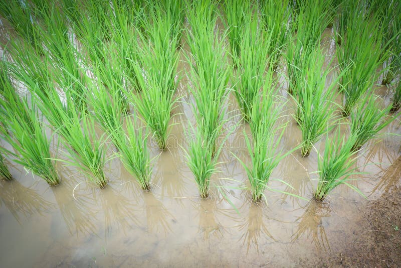 Rice tree stock photo. Image of coconut, growing, bucolic - 98964516