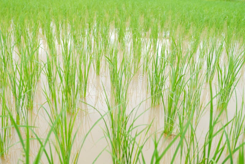 The Rice Plant in the Rice Field is Growing. Stock Image - Image of ...
