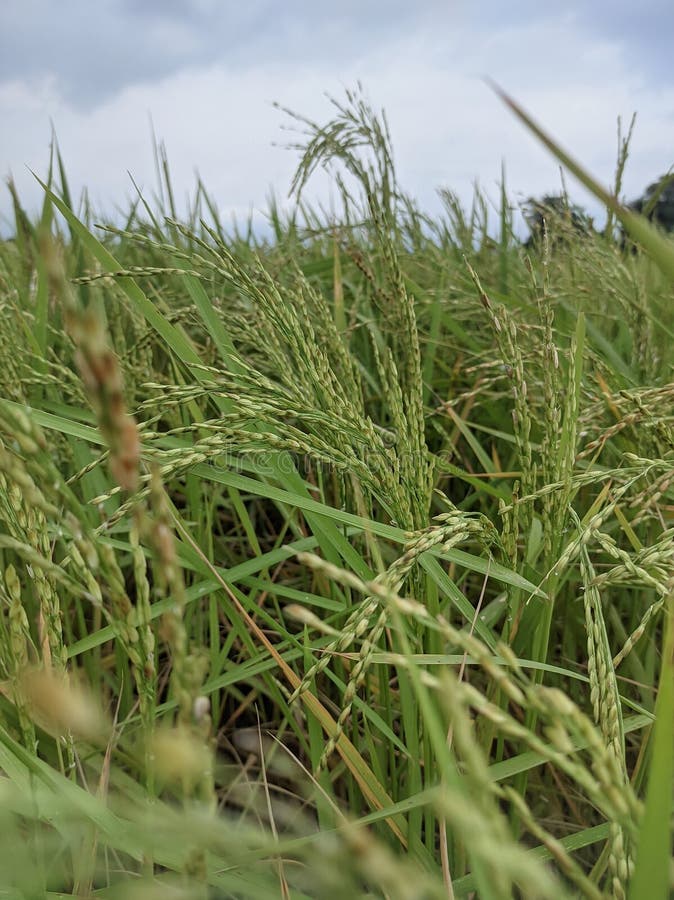 Rice Plant at Field, Harvesting, Gabah Padi Stock Photo - Image of ...