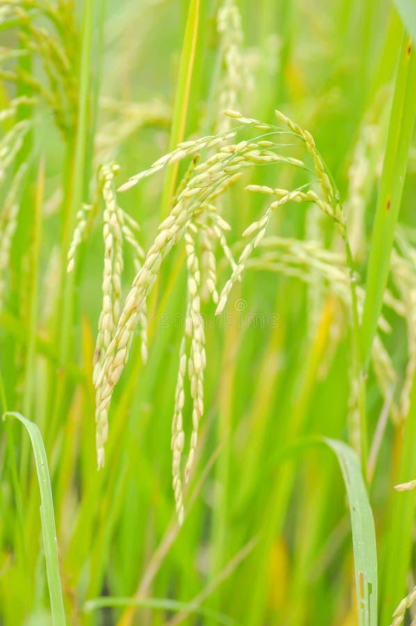Rice plant or rice field stock photo. Image of rice - 103637566