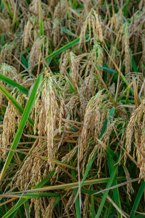Rice plant in field stock photo. Image of countryside - 200334564
