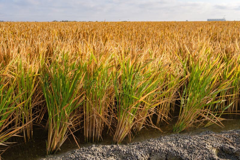 Rice plant in field stock photo. Image of material, irrigation - 200879730