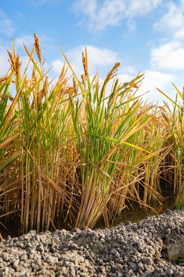 Rice plant in field stock image. Image of fall, irrigation - 200879747