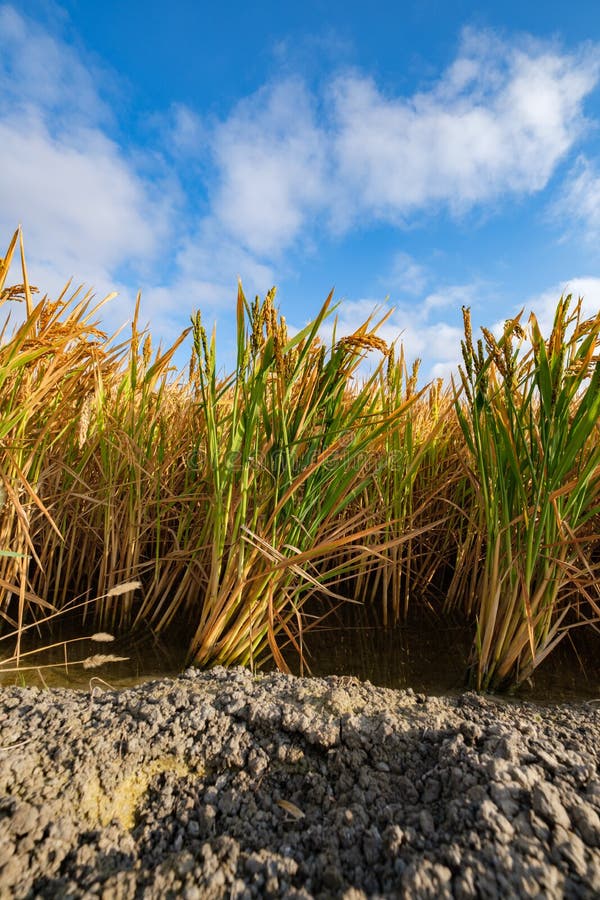 Rice plant in field stock photo. Image of field, asian - 200334588