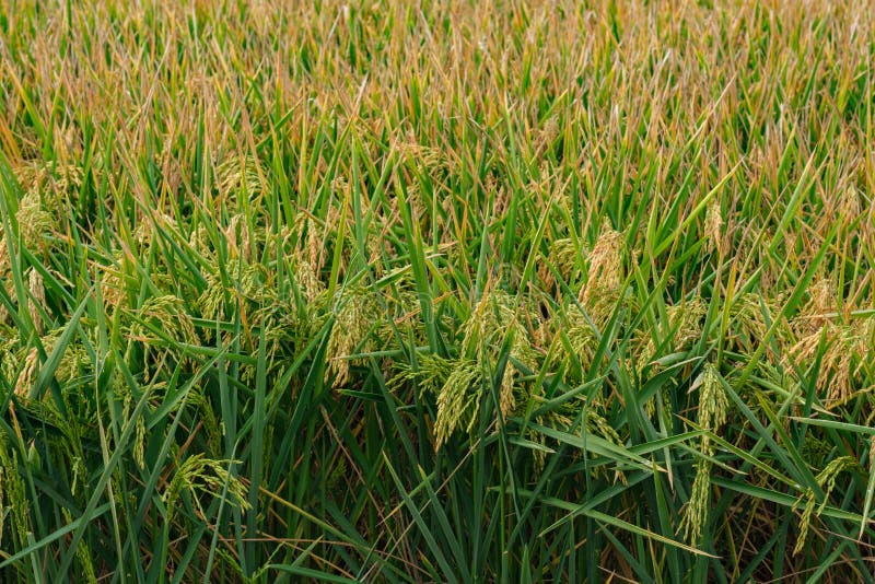 Rice plant in field stock photo. Image of food, asian - 201402488