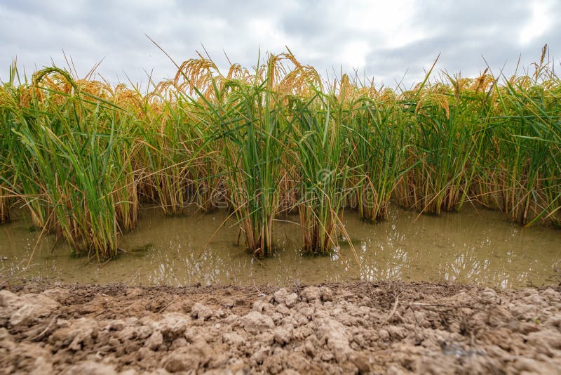 Rice plant in field stock photo. Image of asian, crop - 201402520
