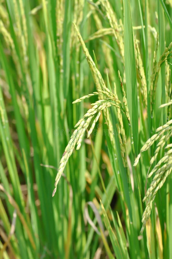 Rice Plant or Rice Field , Sticky Rice Plant or Paddy Field Stock Photo ...