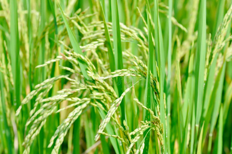 Rice Plant or Rice Field , Sticky Rice Plant or Paddy Field Stock Photo ...