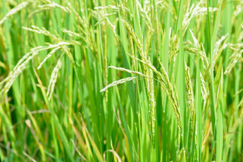 Rice Plant or Rice Field , Sticky Rice Plant or Paddy Field Stock Photo ...