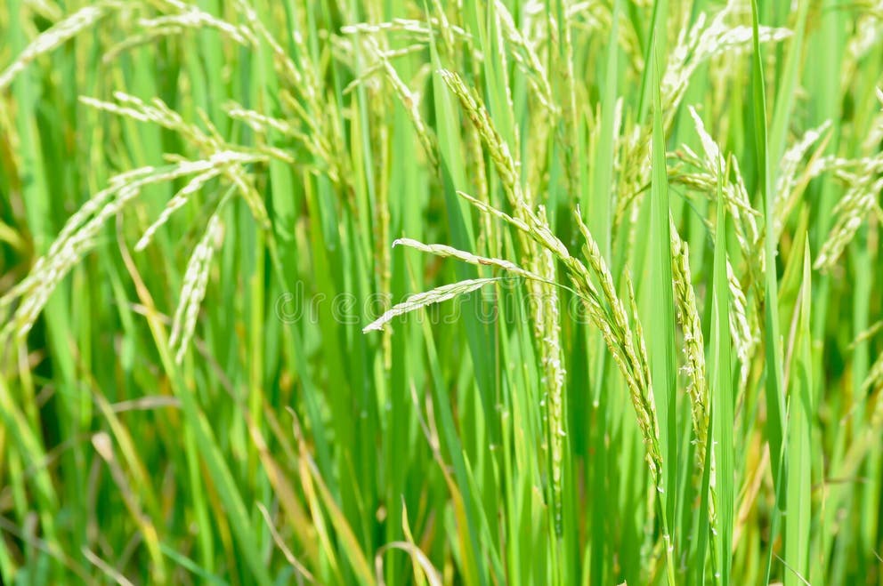 Rice Plant or Rice Field , Sticky Rice Plant or Paddy Field Stock Photo ...
