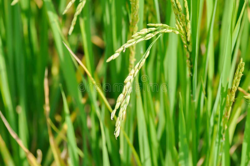Rice Plant or Rice Field , Sticky Rice Plant or Paddy Field Stock Image ...