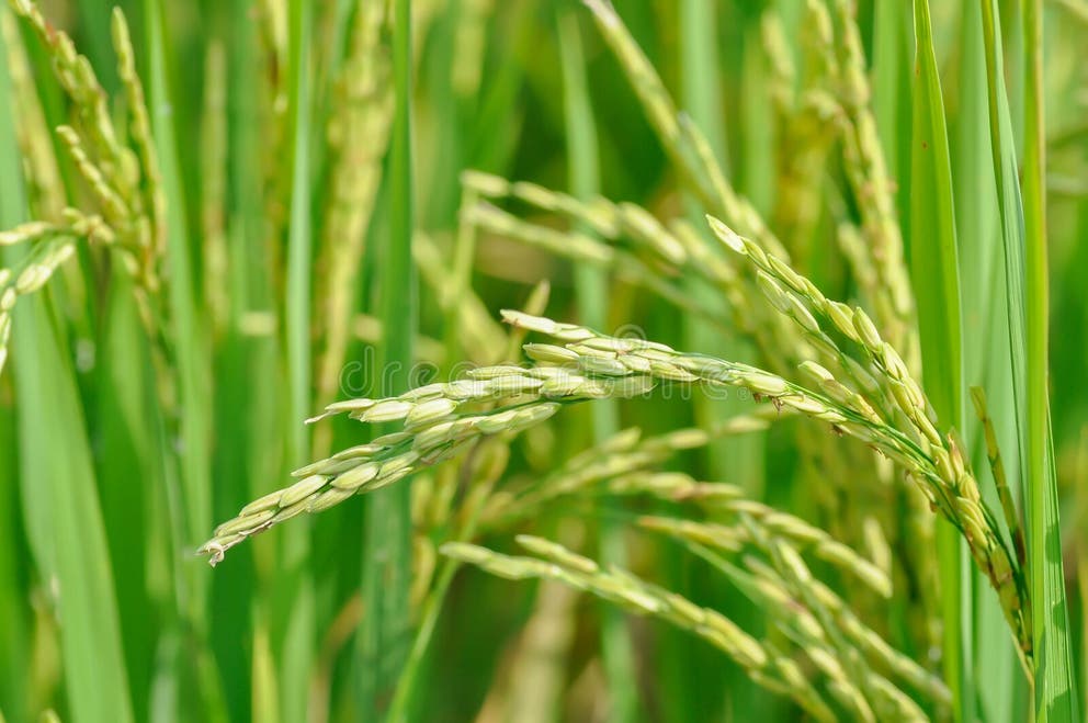 Rice Plant or Rice Field , Sticky Rice Plant or Paddy Field Stock Photo ...