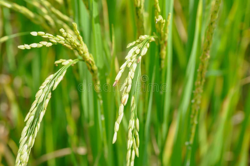 2,501 Sticky Rice Plant Stock Photos - Free & Royalty-Free Stock Photos ...