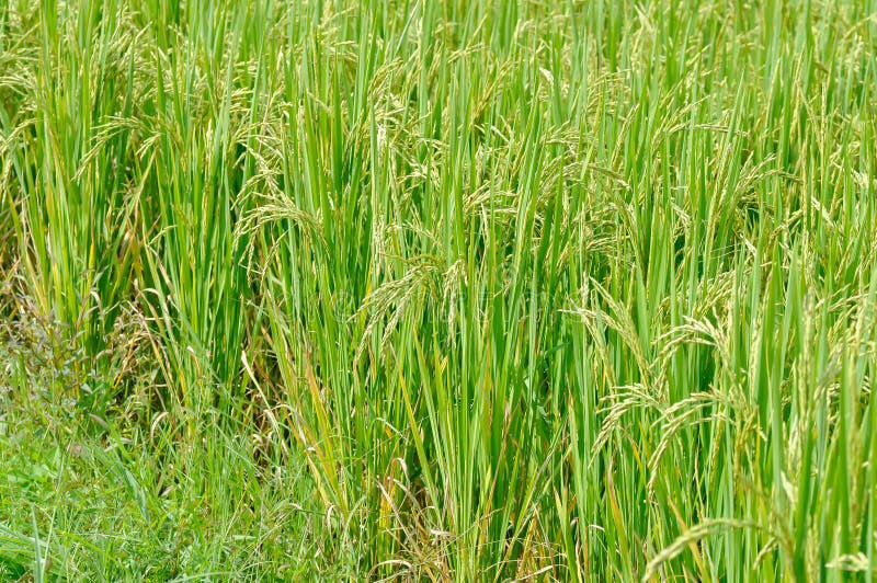 Rice Plant or Rice Field , Sticky Rice Plant or Paddy Field Stock Image ...