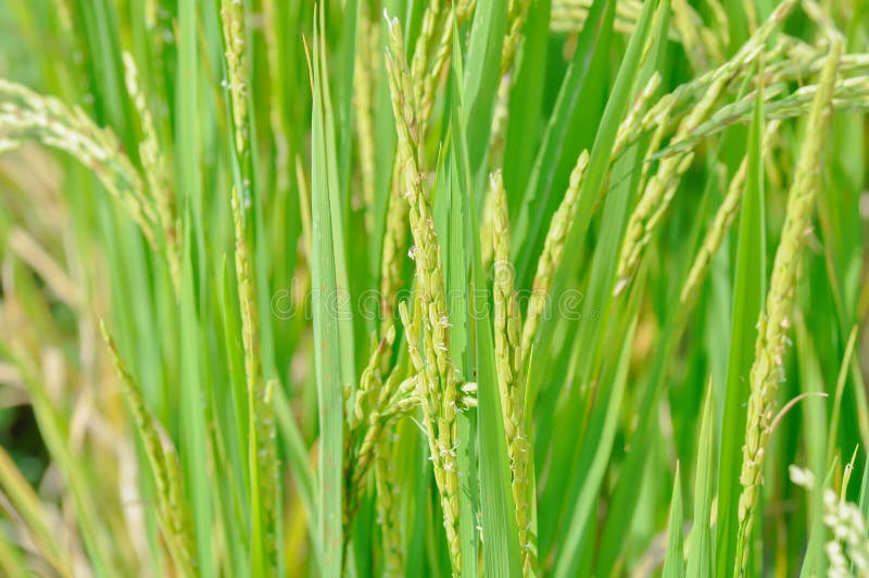 Rice Plant or Rice Field , Sticky Rice Plant or Paddy Field Stock Photo ...