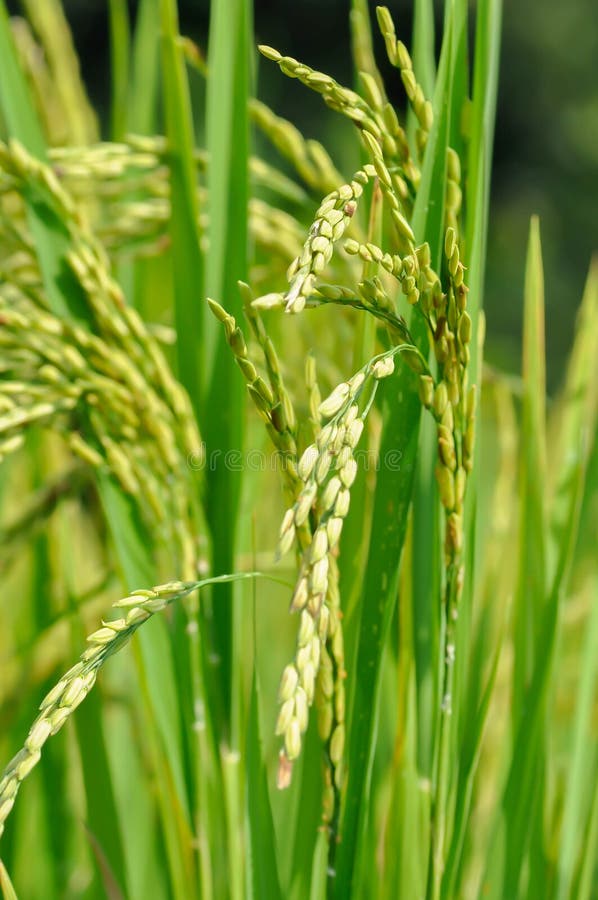 Rice Plant or Rice Field , Sticky Rice Plant or Paddy Field Stock Image ...