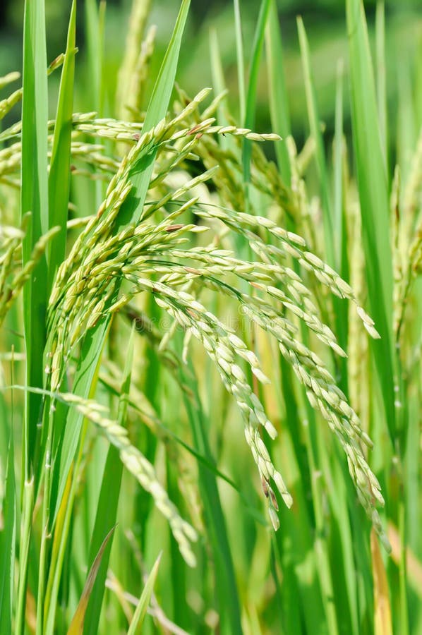 Rice Plant or Rice Field , Sticky Rice Plant or Paddy Field Stock Photo ...