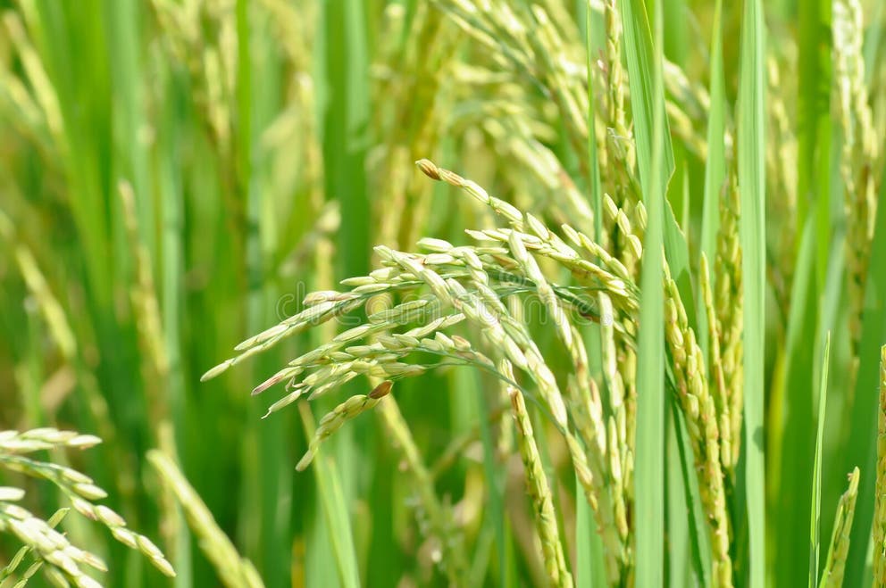Rice Plant or Rice Field , Sticky Rice Plant or Paddy Field Stock Photo ...