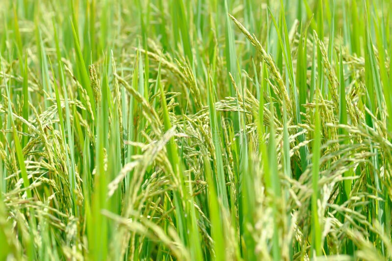 Rice Plant or Rice Field , Sticky Rice Plant or Paddy Field Stock Photo ...