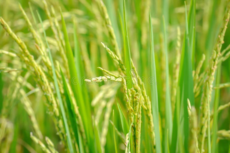 Rice Plant or Rice Field , Sticky Rice Plant or Paddy Field Stock Photo ...