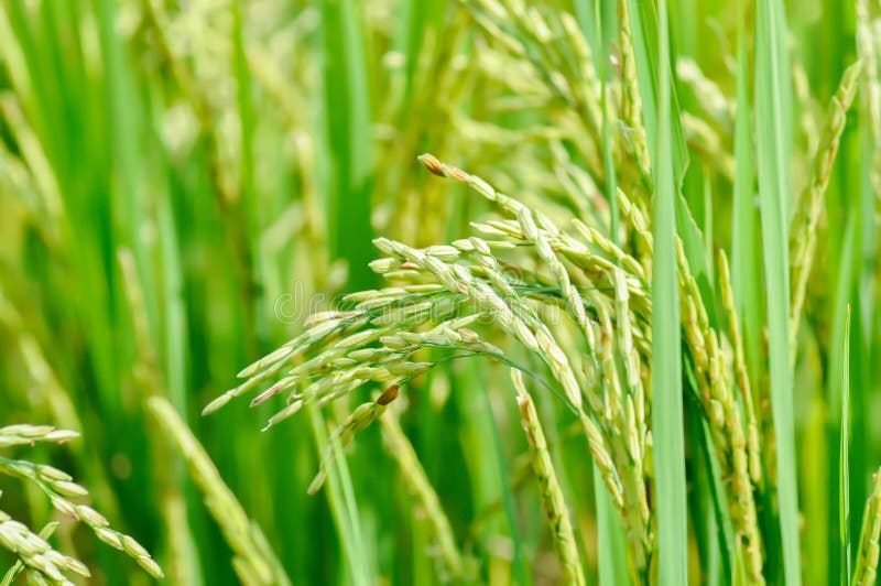 Rice Plant or Rice Field , Sticky Rice Plant or Paddy Field Stock Image ...