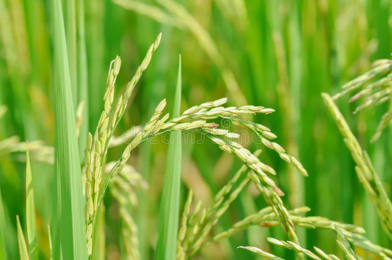 Rice Plant or Rice Field , Sticky Rice Plant or Paddy Field Stock Photo ...