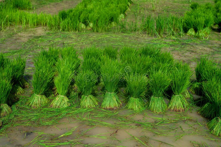 Rice plant in fields. stock photo. Image of farming - 242134922