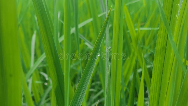 Rice Plant Fresh New Leaf Green Background Stock Image - Image of ...