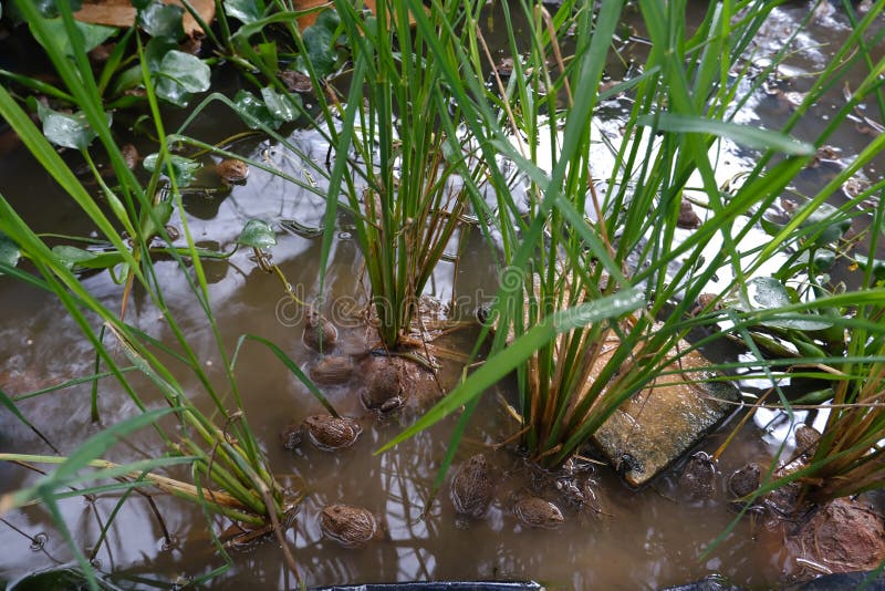 Rice Plant in Frog Breeding Pond. Stock Photo - Image of rice, wetland ...