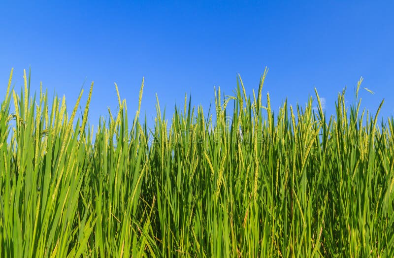Rice plant with grain stock photo. Image of farm, paddy - 62021298