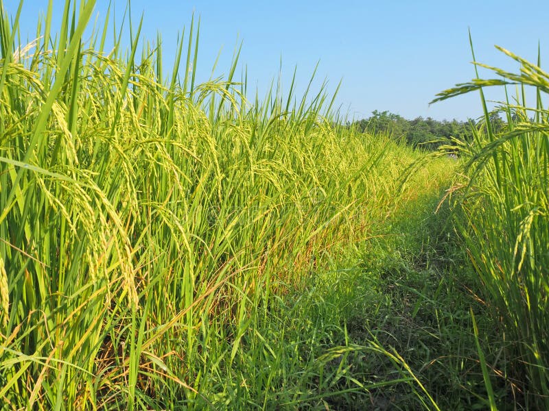 Rice plant stock photo. Image of wheat, environment - 103978232