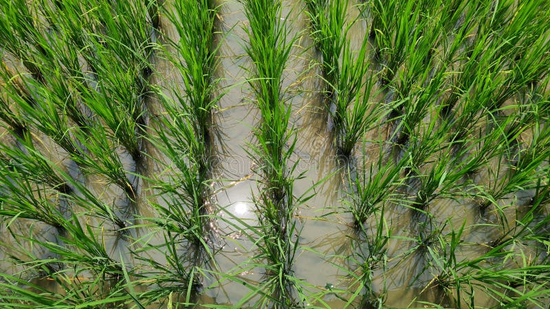 The Rice Plant with the Green Ears of Rice is Growing Stock Image ...