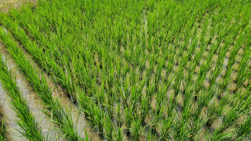 The Rice Plant with the Green Ears of Rice is Growing Stock Image ...